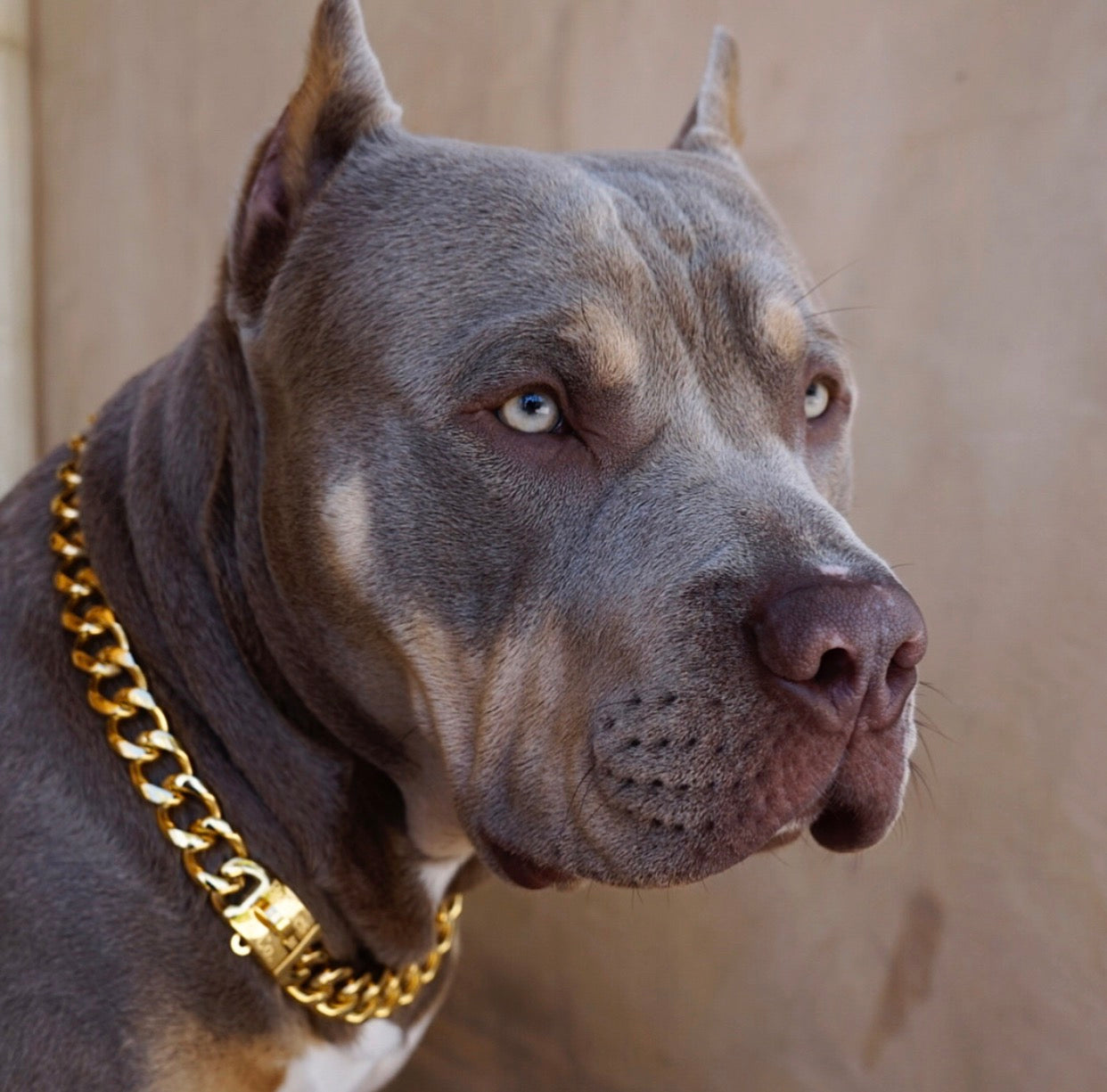 Luxury Dog Collars: Gold Miami Cuban Dog Chain